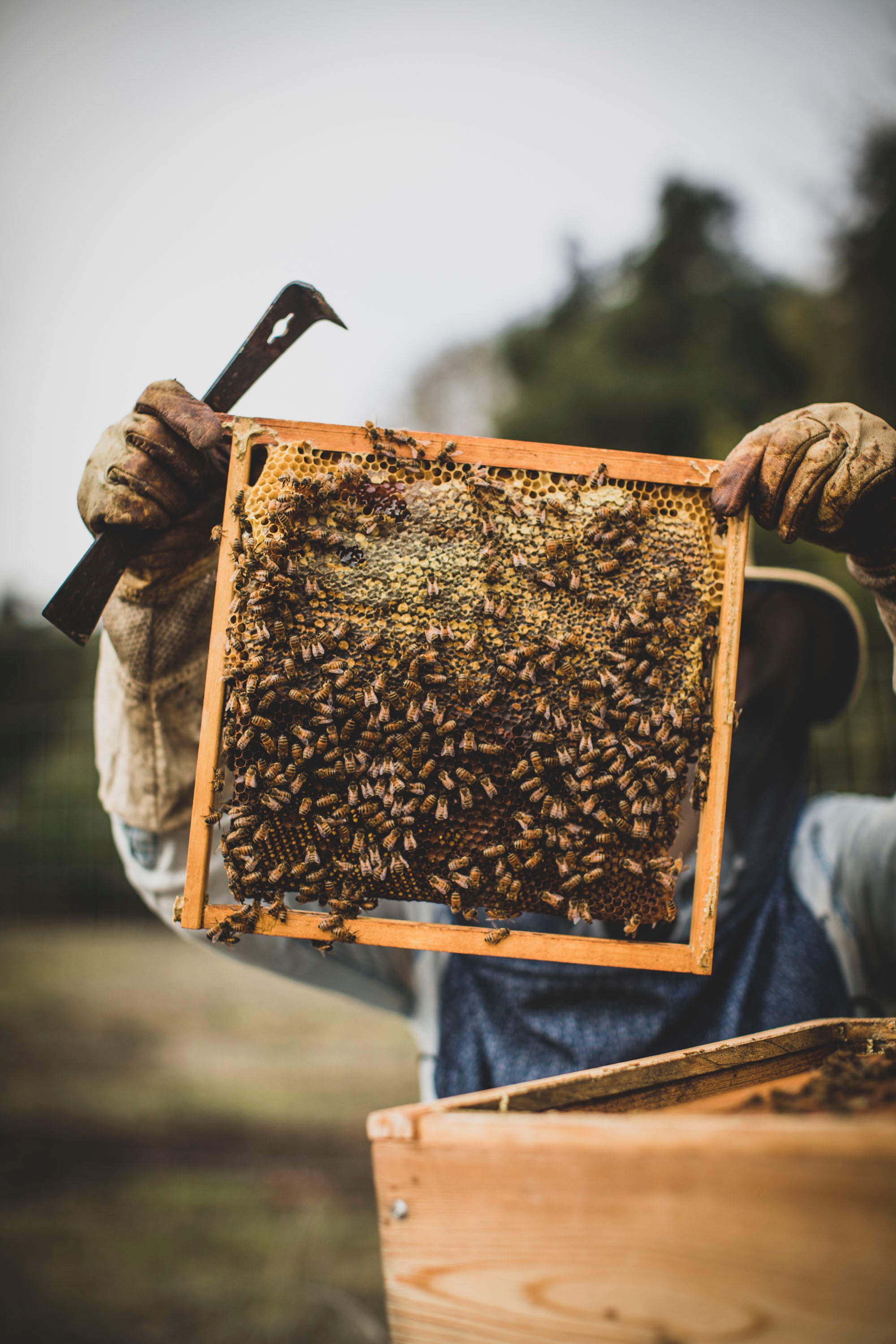 The Art of Beekeeping: Embracing Diversity in Apiary Philosophies ...