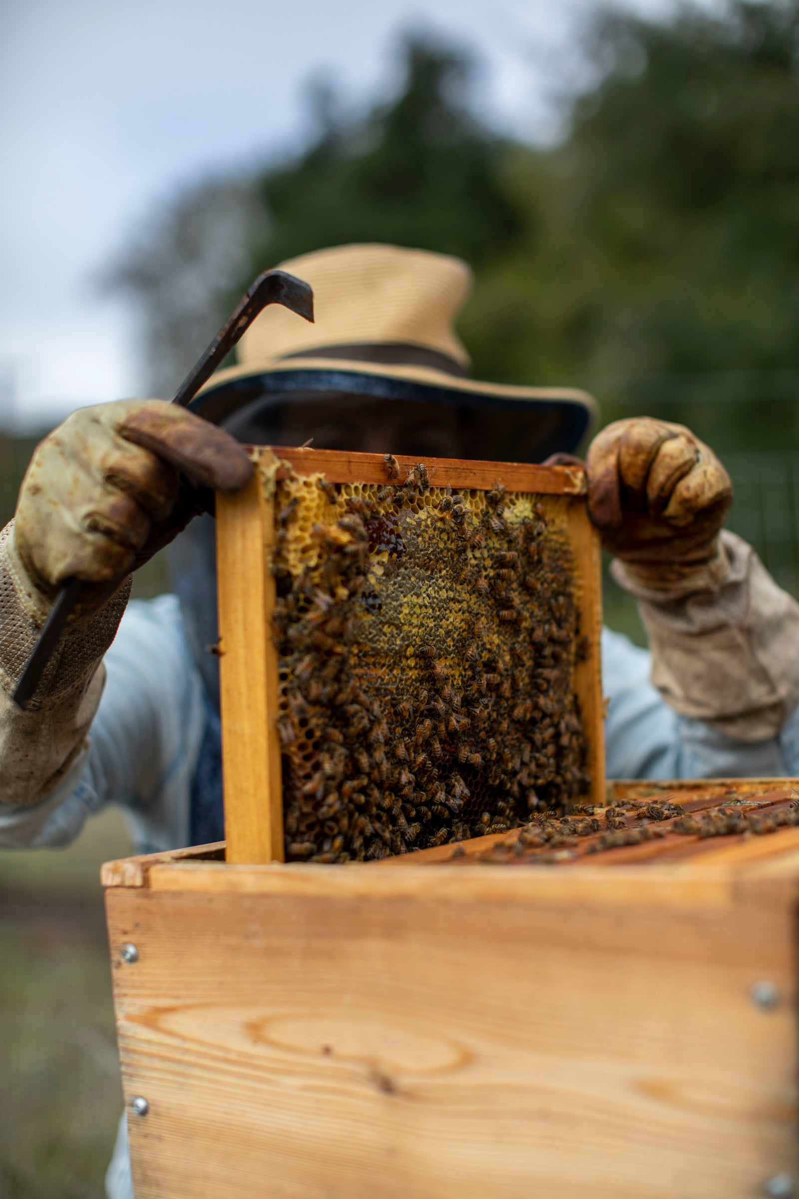 Sonoma County Bee Company